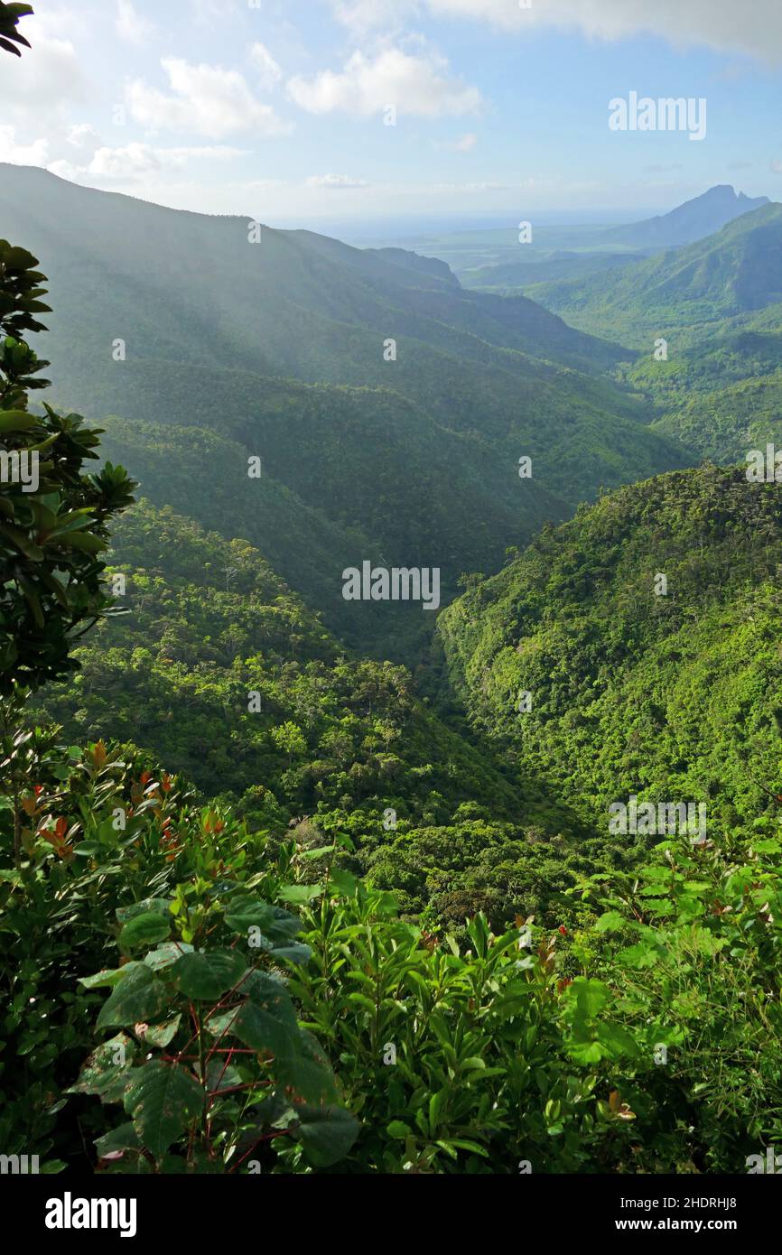 jungle, mauritius, black river gorges national park, rainforest Stock ...