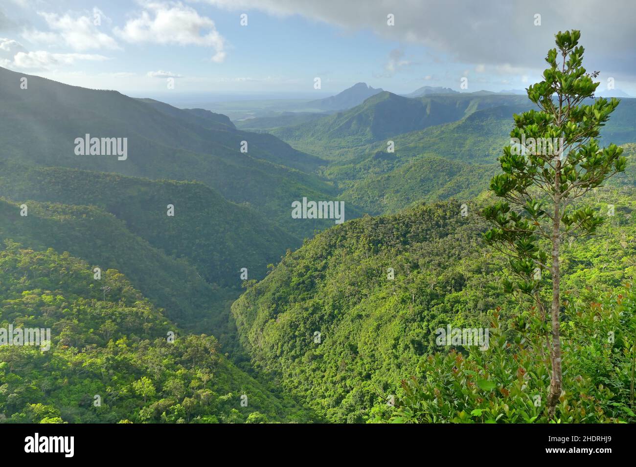 jungle, mauritius, black river gorges national park, rainforest Stock ...