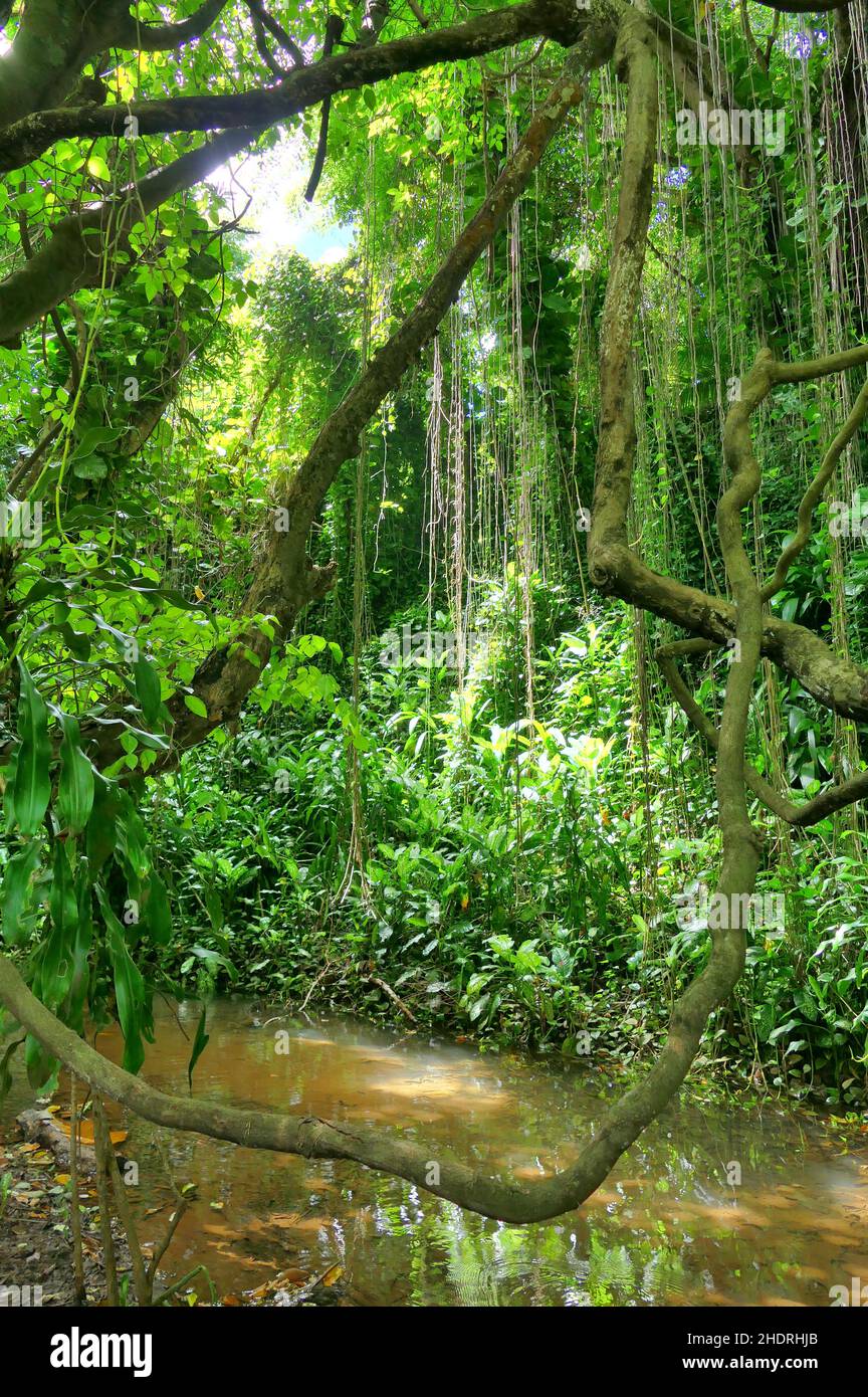 jungle, tropical, rainforest, tropicals Stock Photo - Alamy