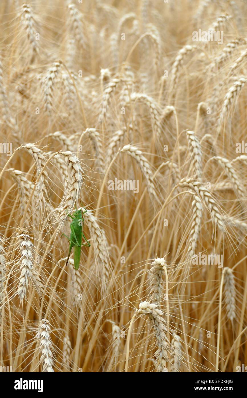 grasshopper, wheat field, plague, grasshoppers, wheat fields, plagues ...