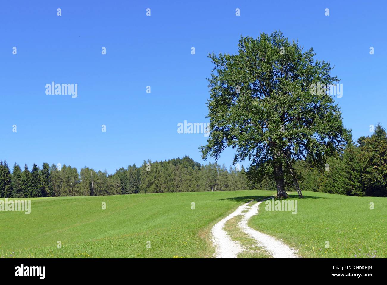 landscape, footpath, summer, landscapes, rural, rural scene, scene ...
