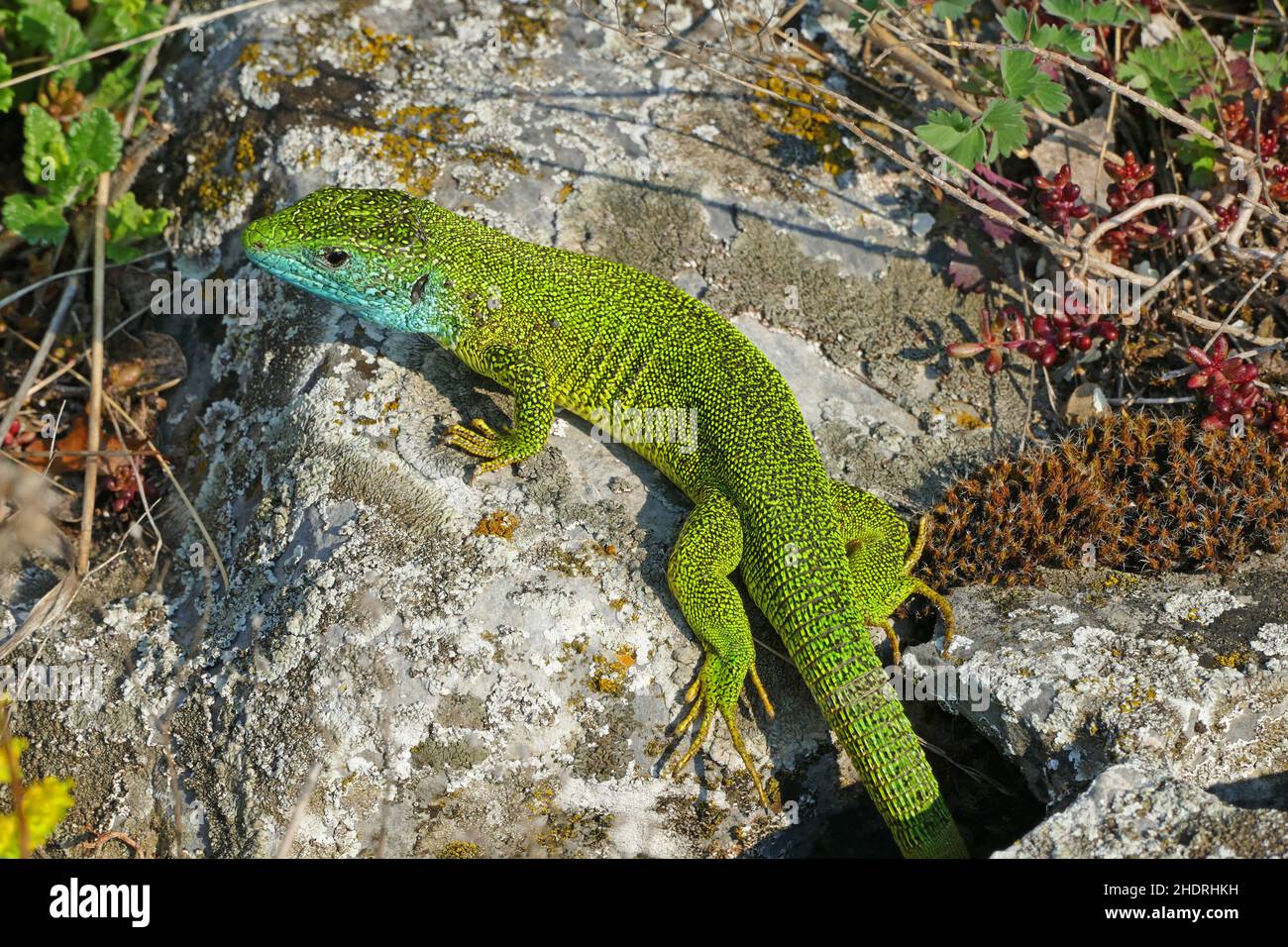 lizard, emerald lizard, lizards, emerald lizards Stock Photo - Alamy