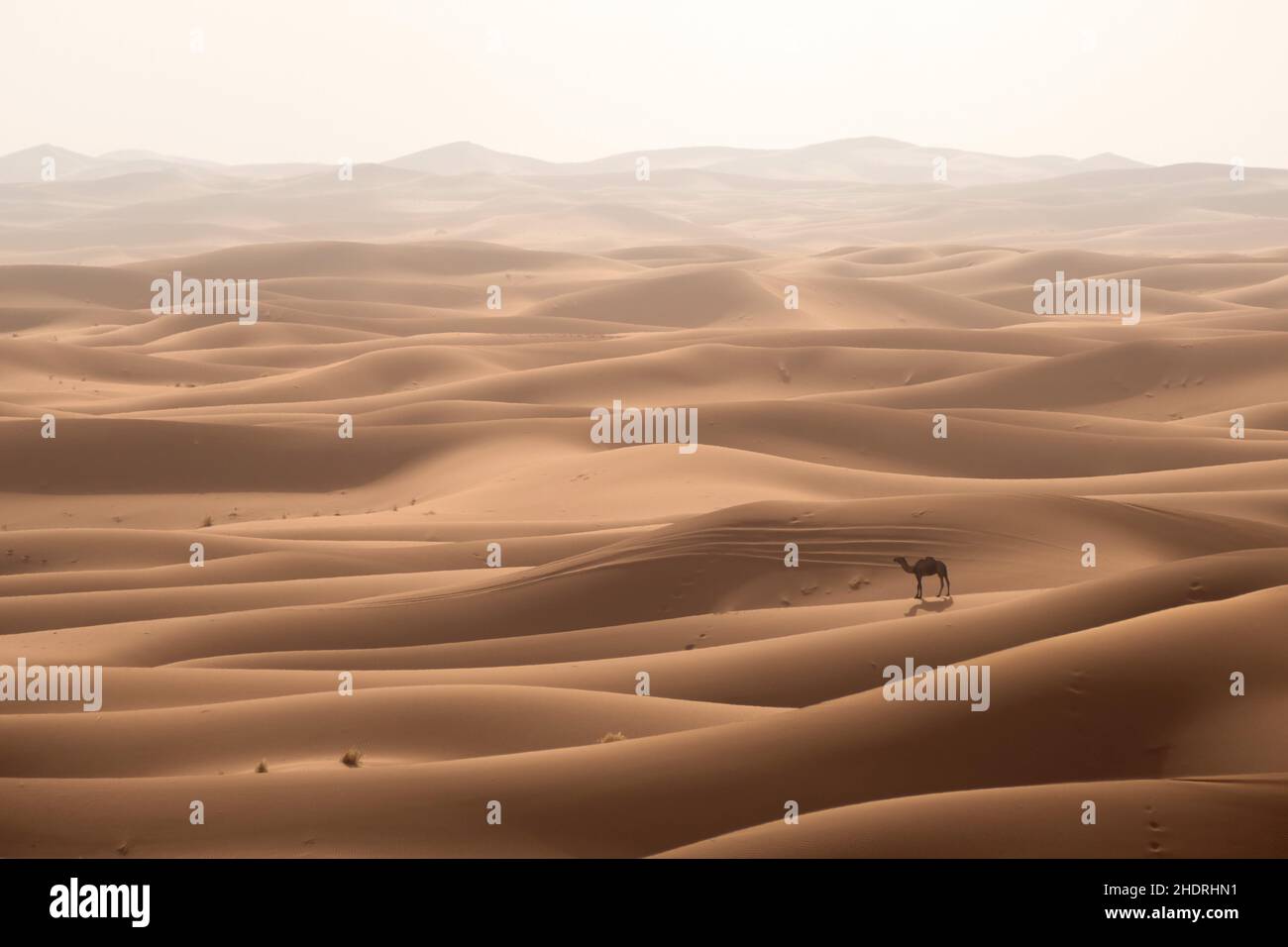 sandy desert, Erg Chegaga, sandy deserts Stock Photo - Alamy