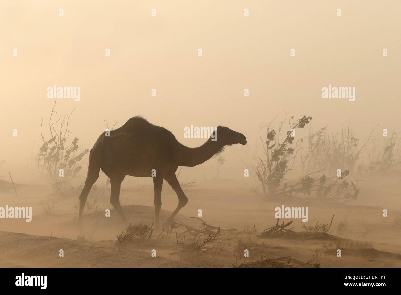 dromedary camel, sandstorm, dromedary camels, sandstorms Stock Photo ...