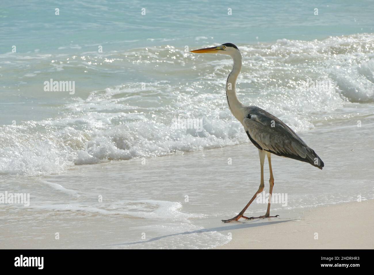 gray heron, gray herons Stock Photo - Alamy