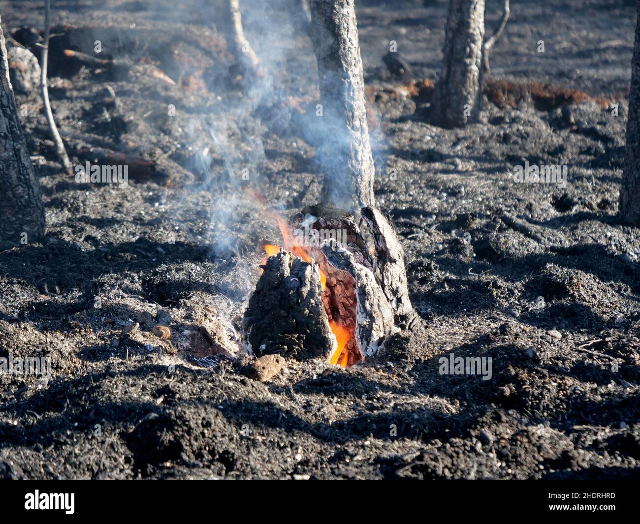fire, ash, forest fire, fires, ashs, forest fires Stock Photo - Alamy
