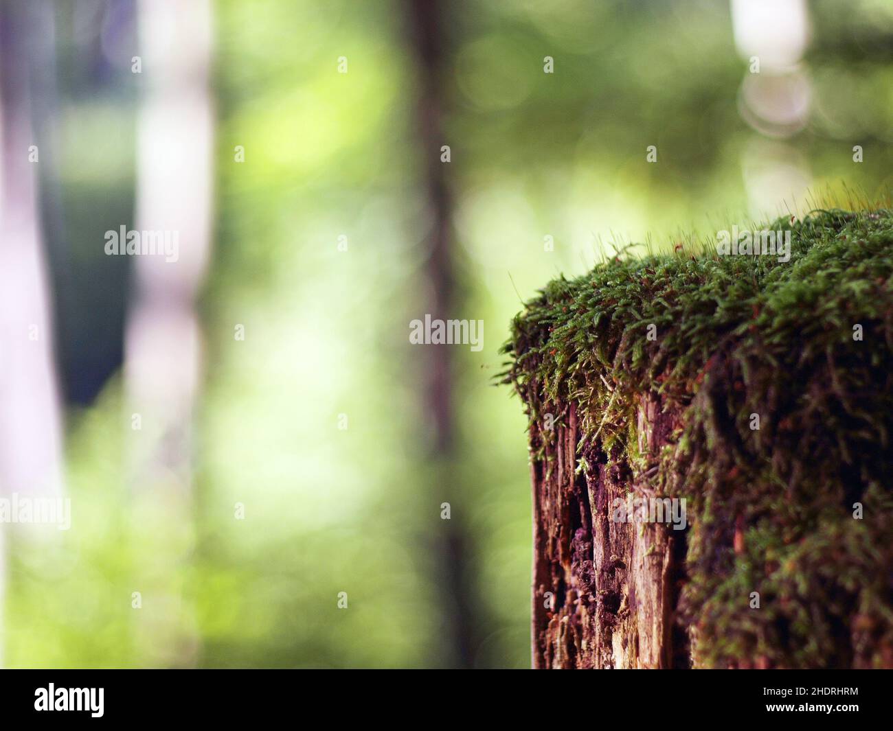 moss, tree stump, mosses, tree stumps Stock Photo - Alamy
