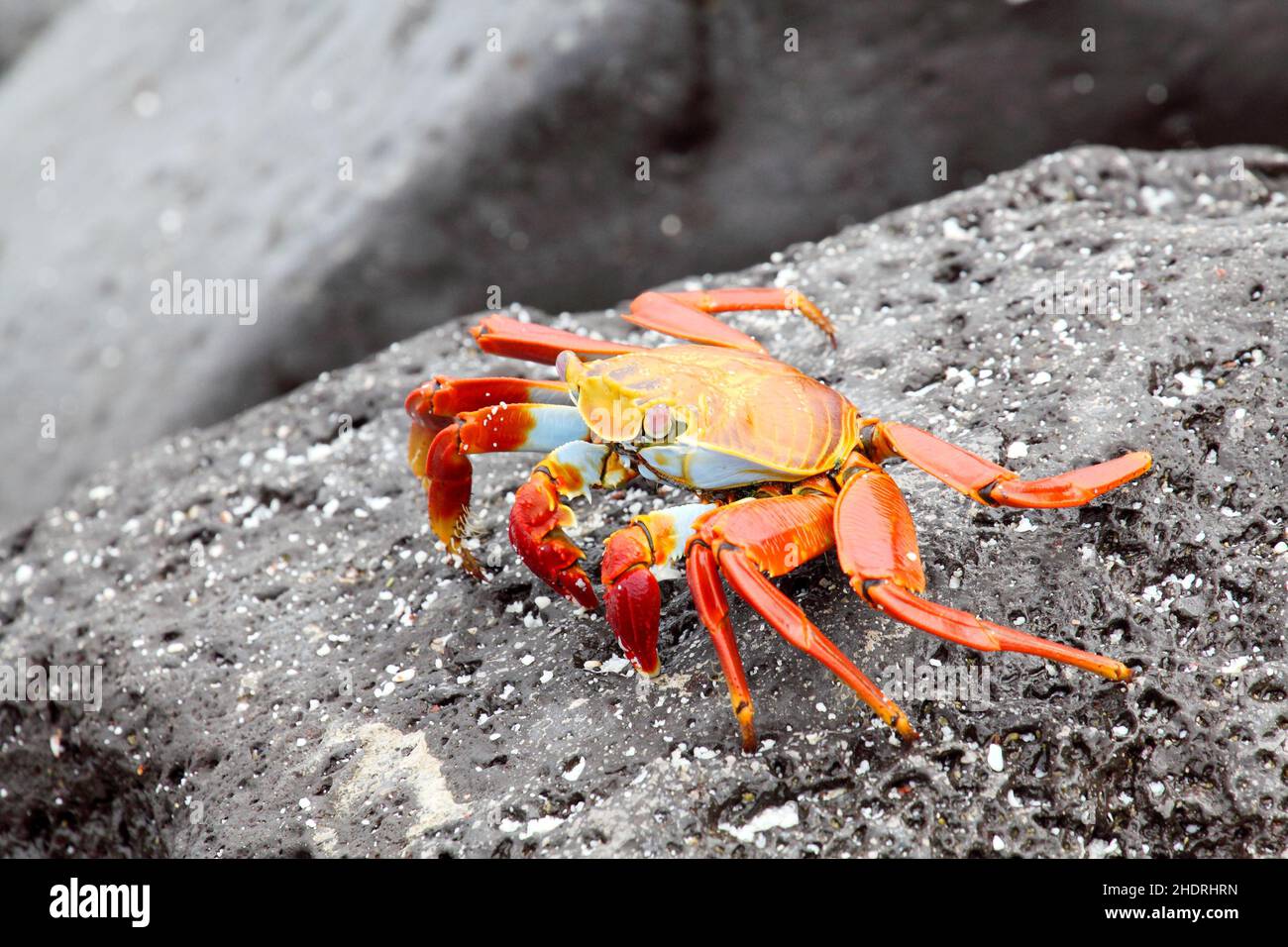 crab, cancer, red cliff crab, crabs, cancers Stock Photo - Alamy