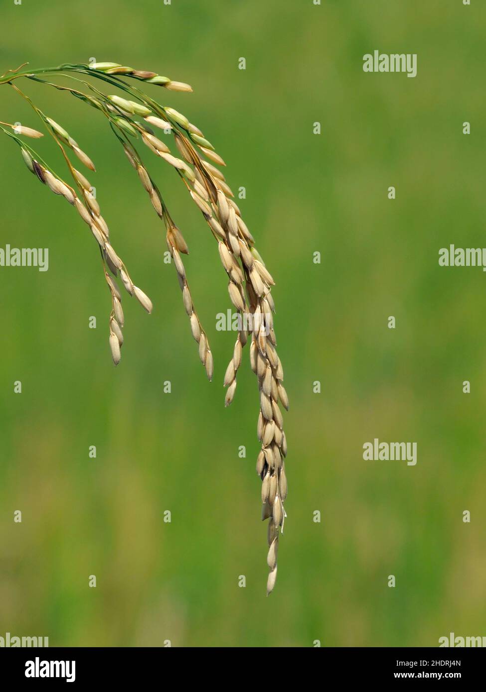 rice plant, rice, rice plants, rices Stock Photo - Alamy