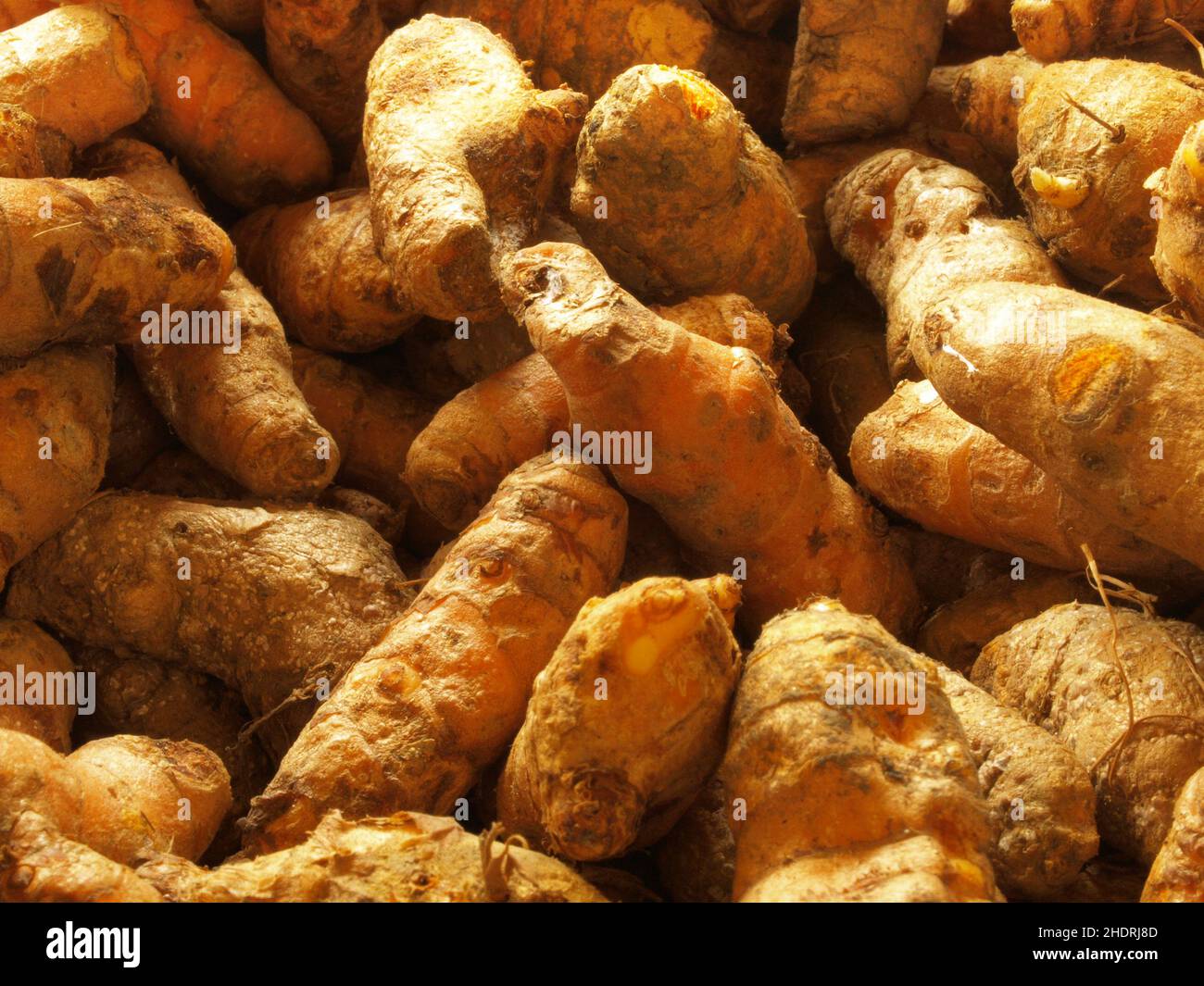 Yellowroot hi-res stock photography and images - Alamy