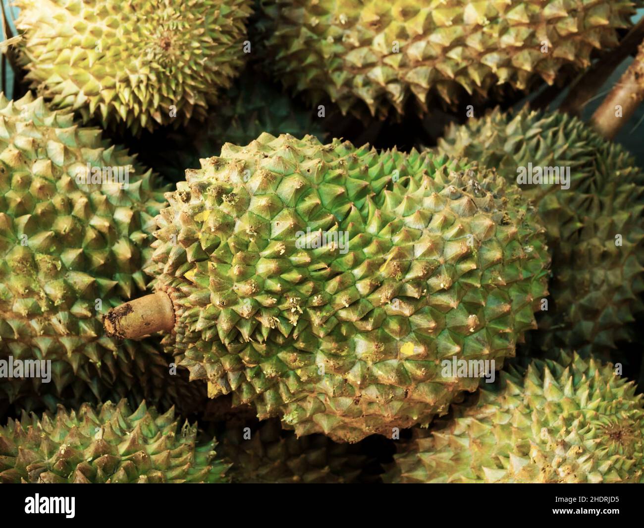 Durian fruit full thorn hi-res stock photography and images - Alamy