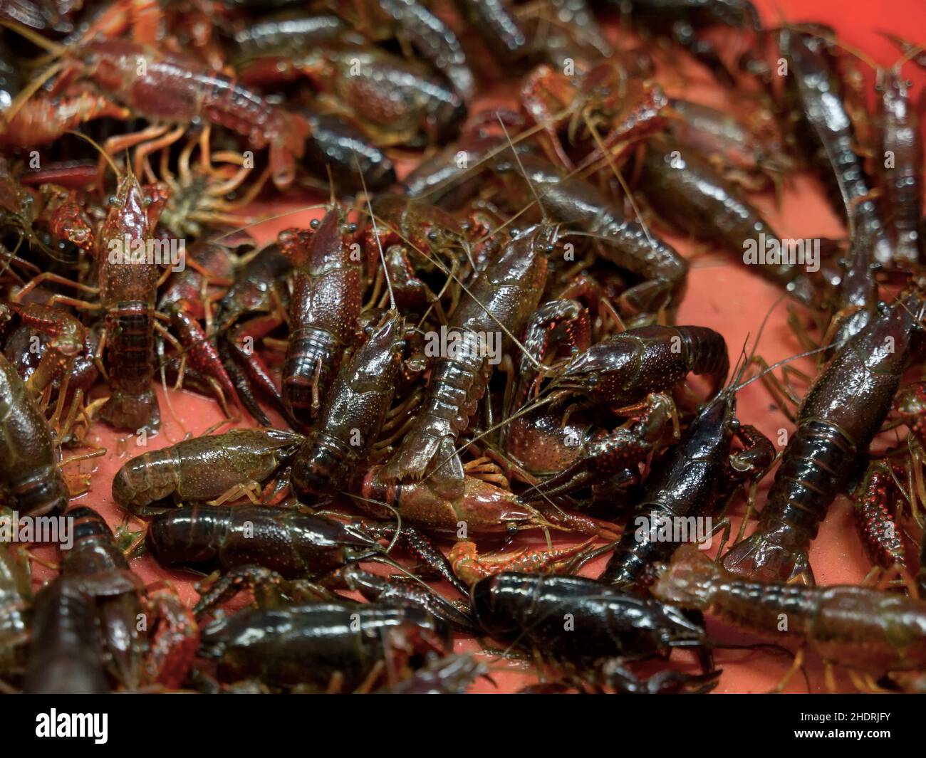 crab, crustacean, crabs, crustaceans Stock Photo - Alamy