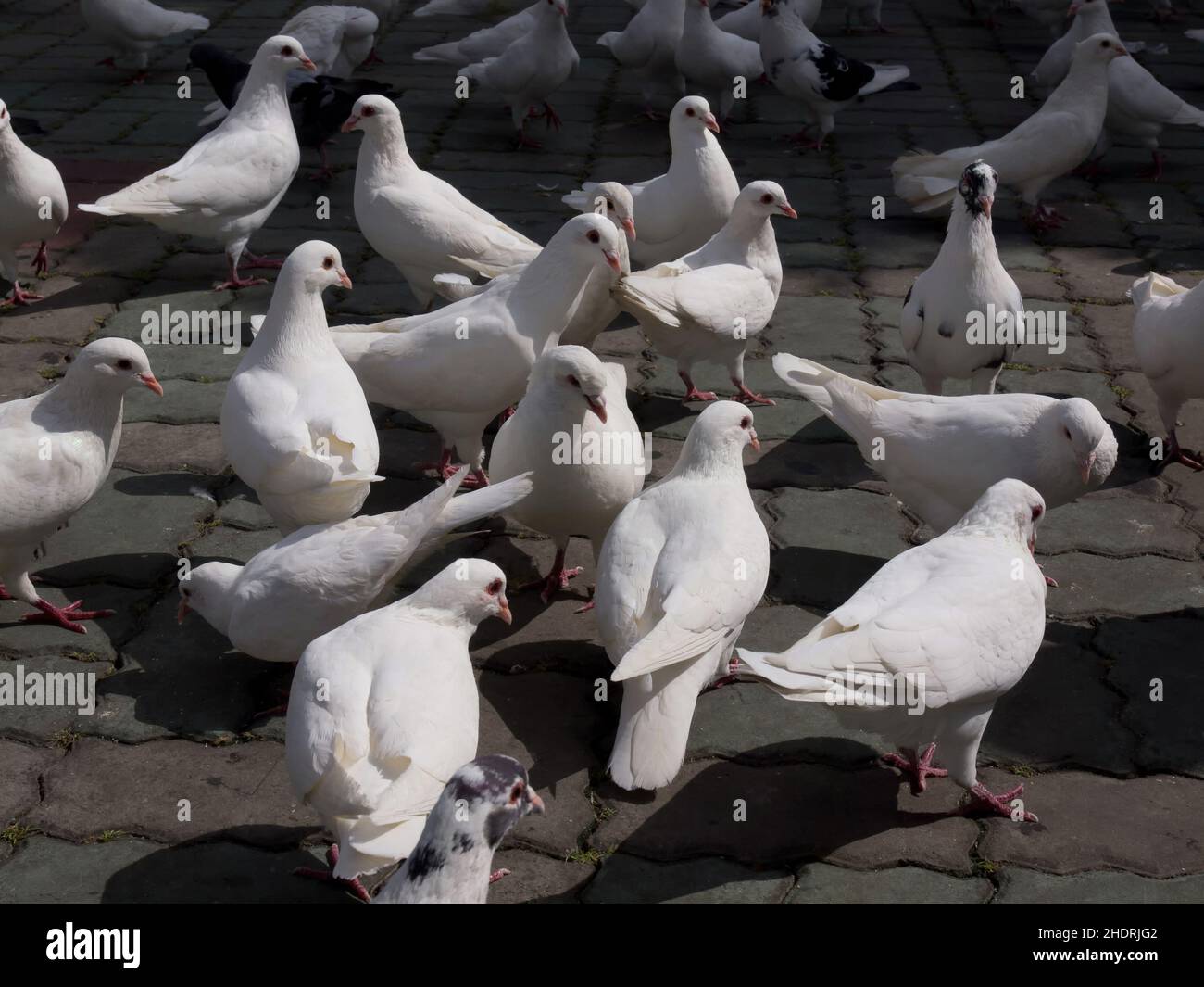 dove, pigeon pest, doves, pigeon pests Stock Photo - Alamy