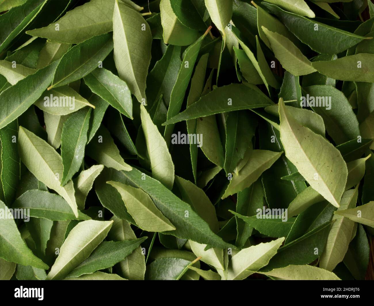 full frame, leaf, bay leaf, full frames, leafs, bay leafs Stock Photo ...