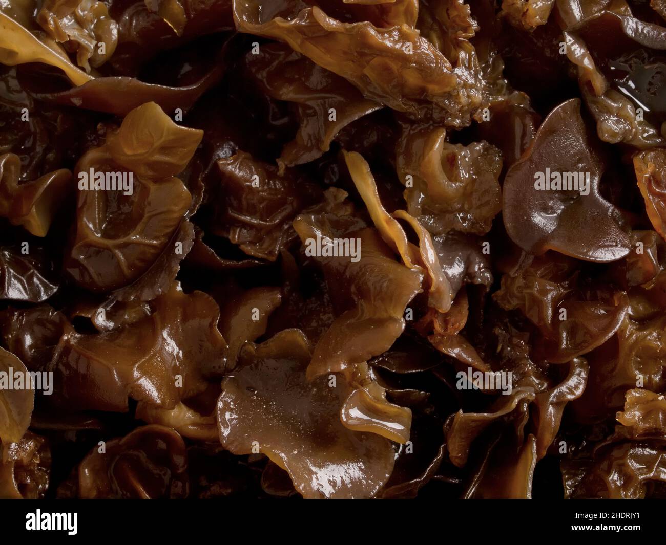 fungi, jew's ear, fungus, fungis, jew's ears, funguses, mushroom ...