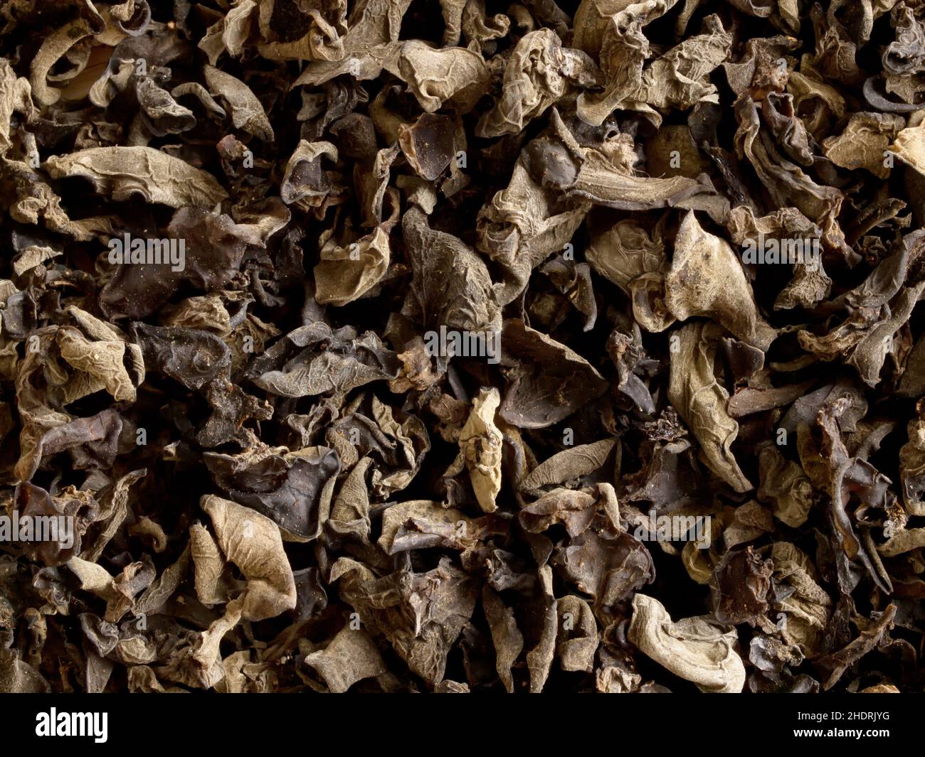 Funguses hi-res stock photography and images - Alamy