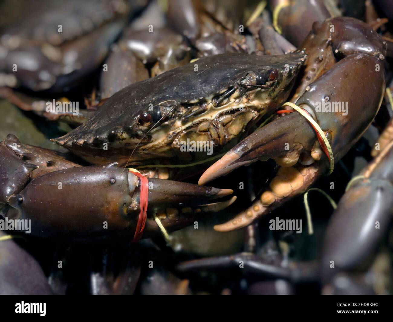 crab, cancer, crabs, cancers Stock Photo - Alamy
