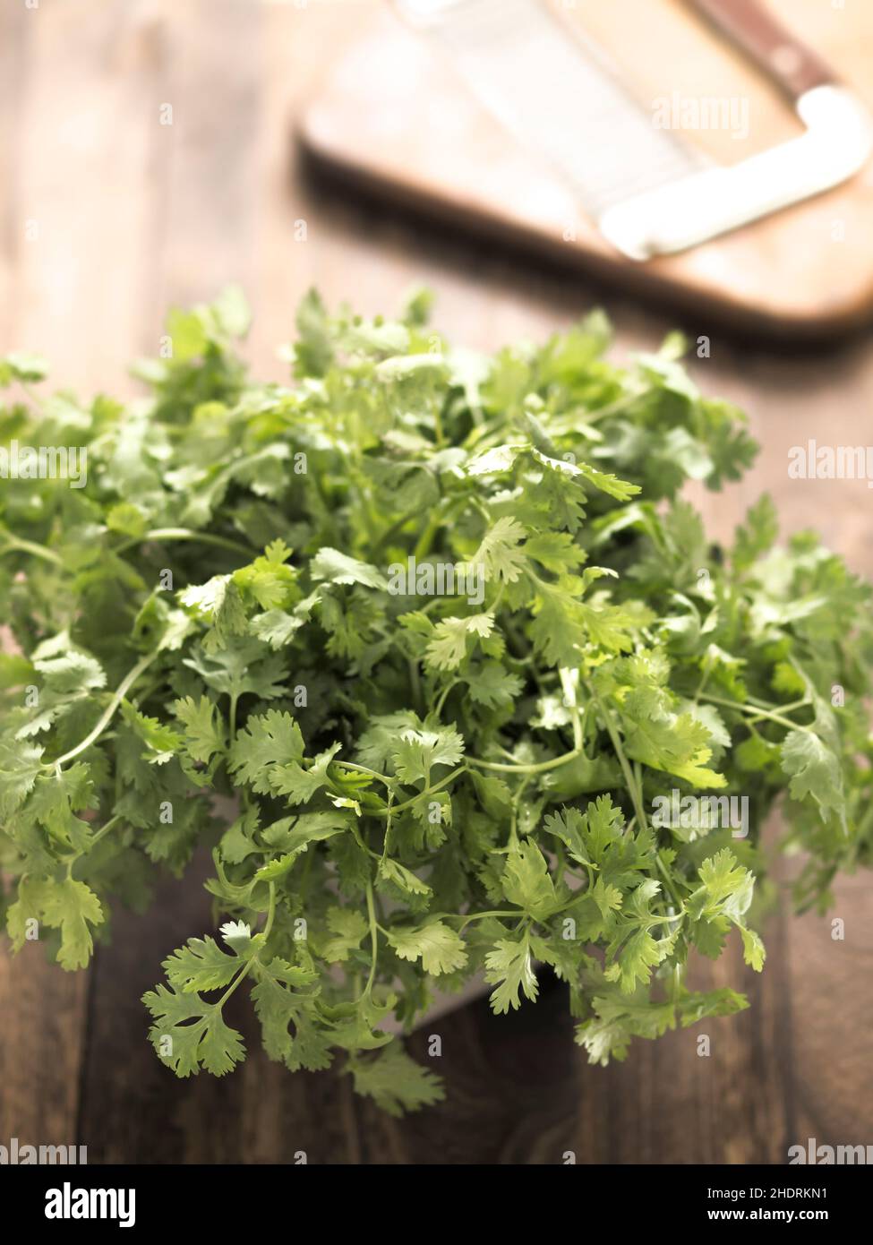 parsley, culinary herbs, cilantro, persilies, cilantros Stock Photo - Alamy