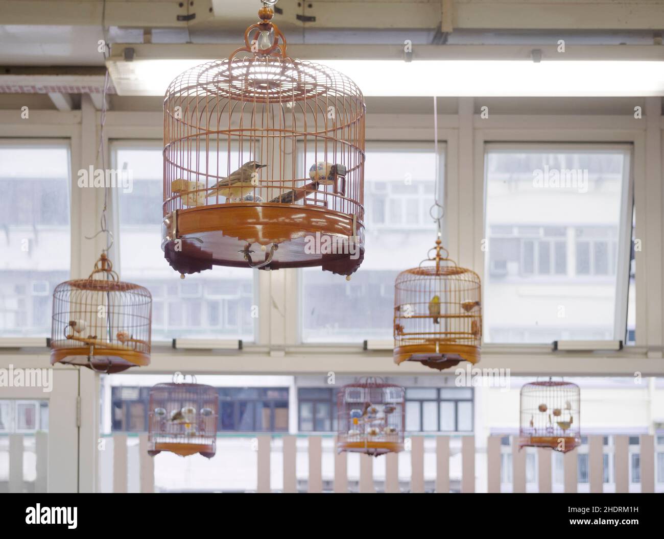 Birdcage bird cage hi-res stock photography and images - Alamy