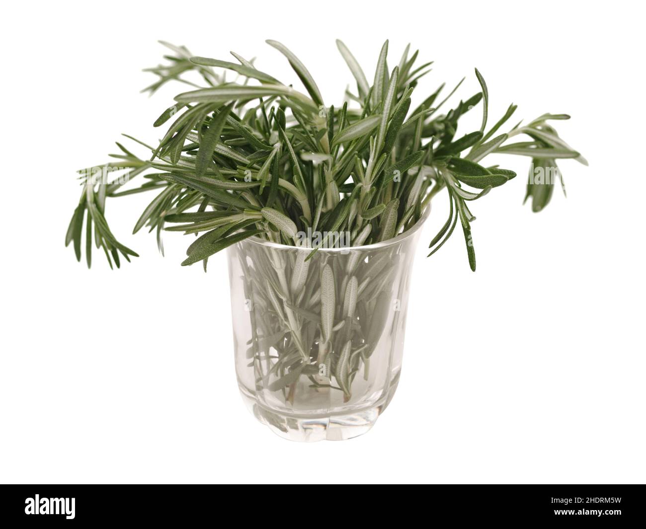 rosemary, rosemary branch, rosemaries, rosemary branchs Stock Photo - Alamy