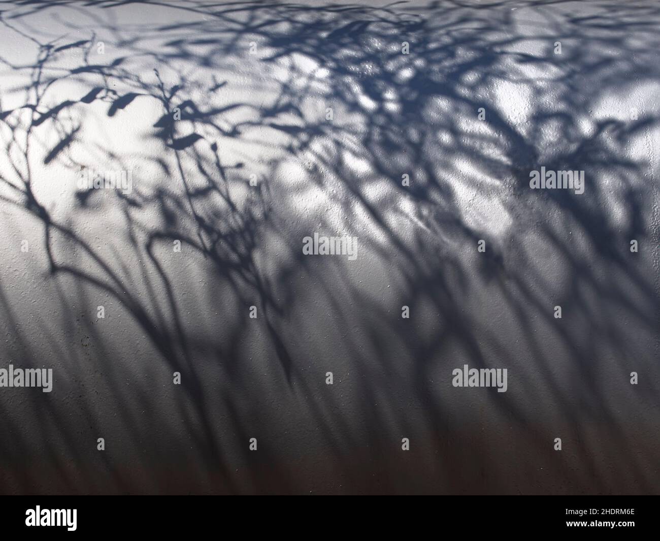 shadow, house wall, branches, shadows, walls, twiggs, twigs Stock Photo ...
