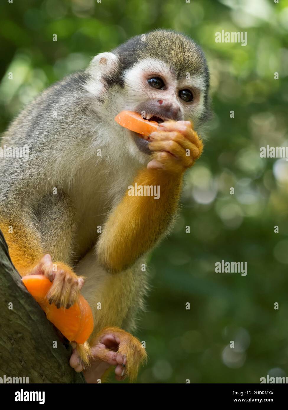 monkey, skull monkey, monkeys, primates Stock Photo - Alamy