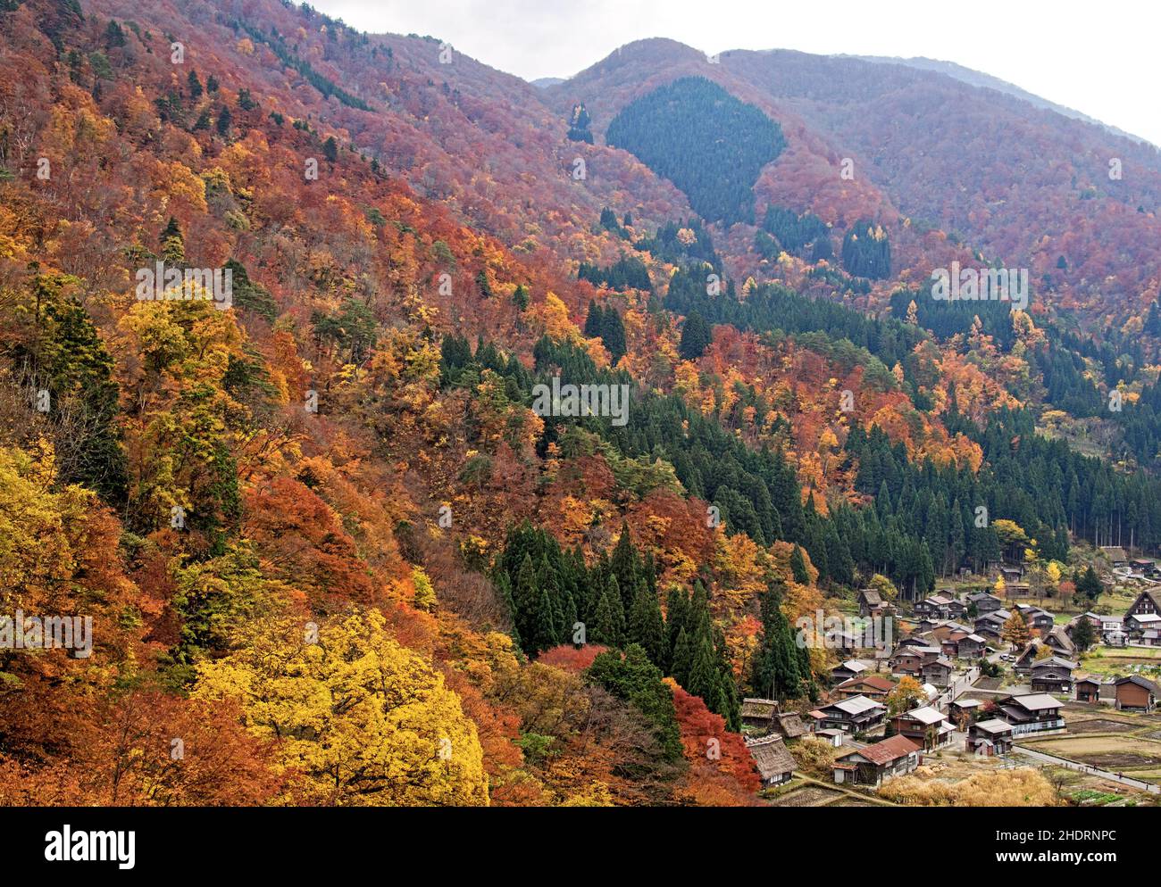 forest, japanese alps, shirakawago, forests, wood, woodland, woods ...