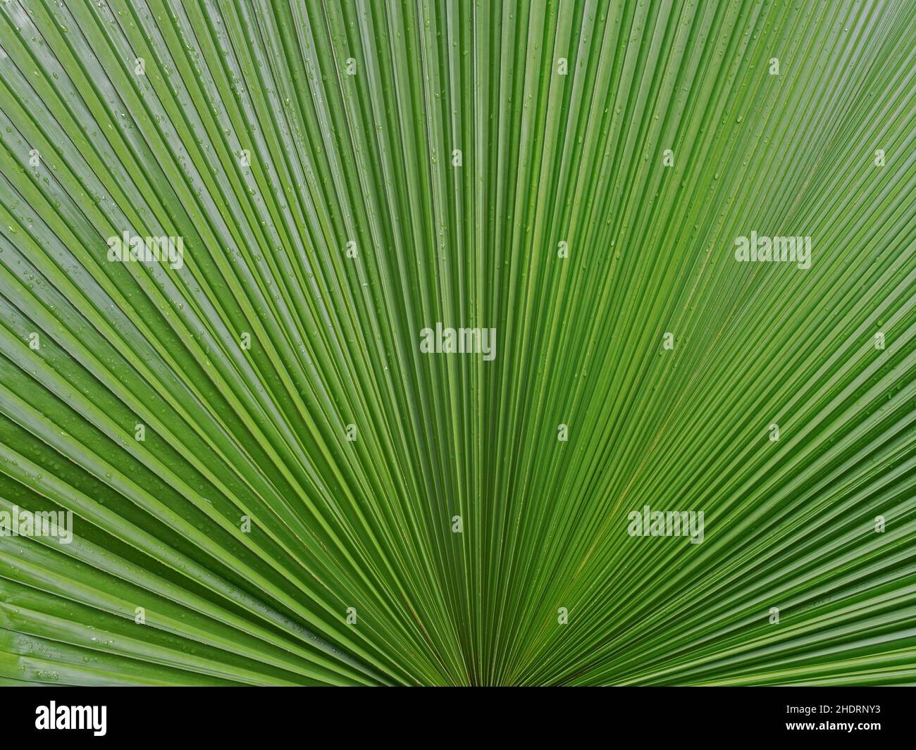 palm, fan, palm trees, fans Stock Photo - Alamy