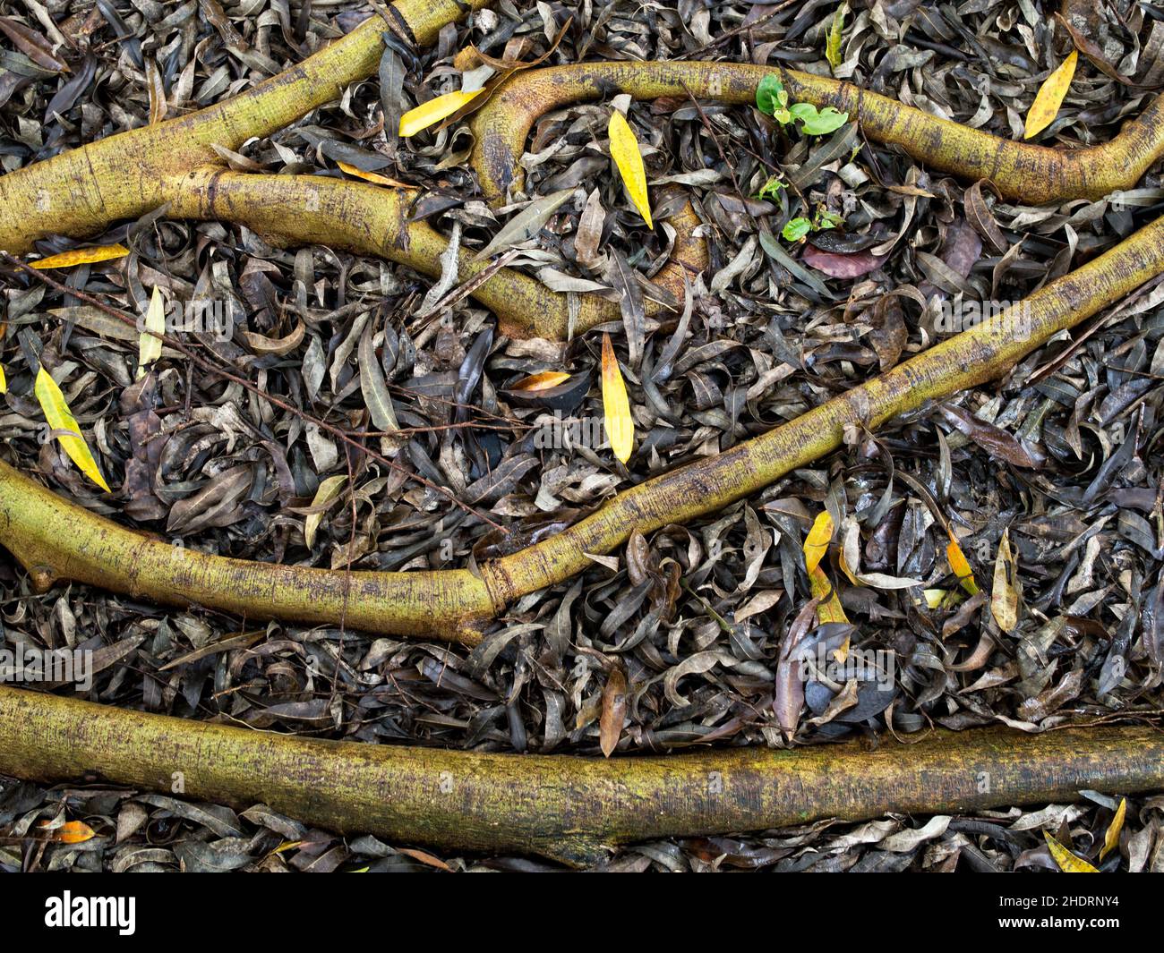texture, leaves, tree root, textures, leaf, tree roots Stock Photo - Alamy