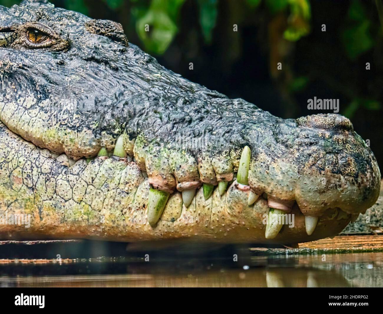 Alligator & crocodiles hi-res stock photography and images - Alamy