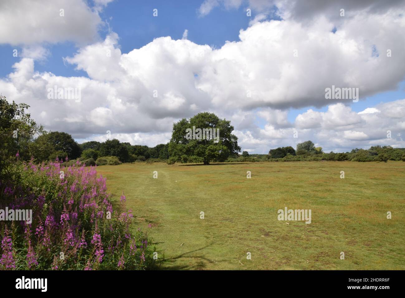 Blue sky clouds wild plants hi-res stock photography and images - Alamy