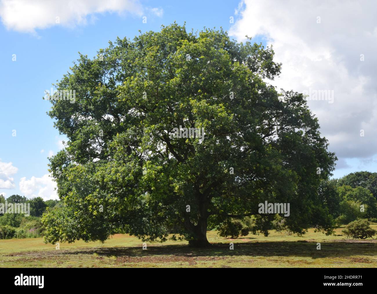 oak tree on heathland, suffolk, england Stock Photo - Alamy