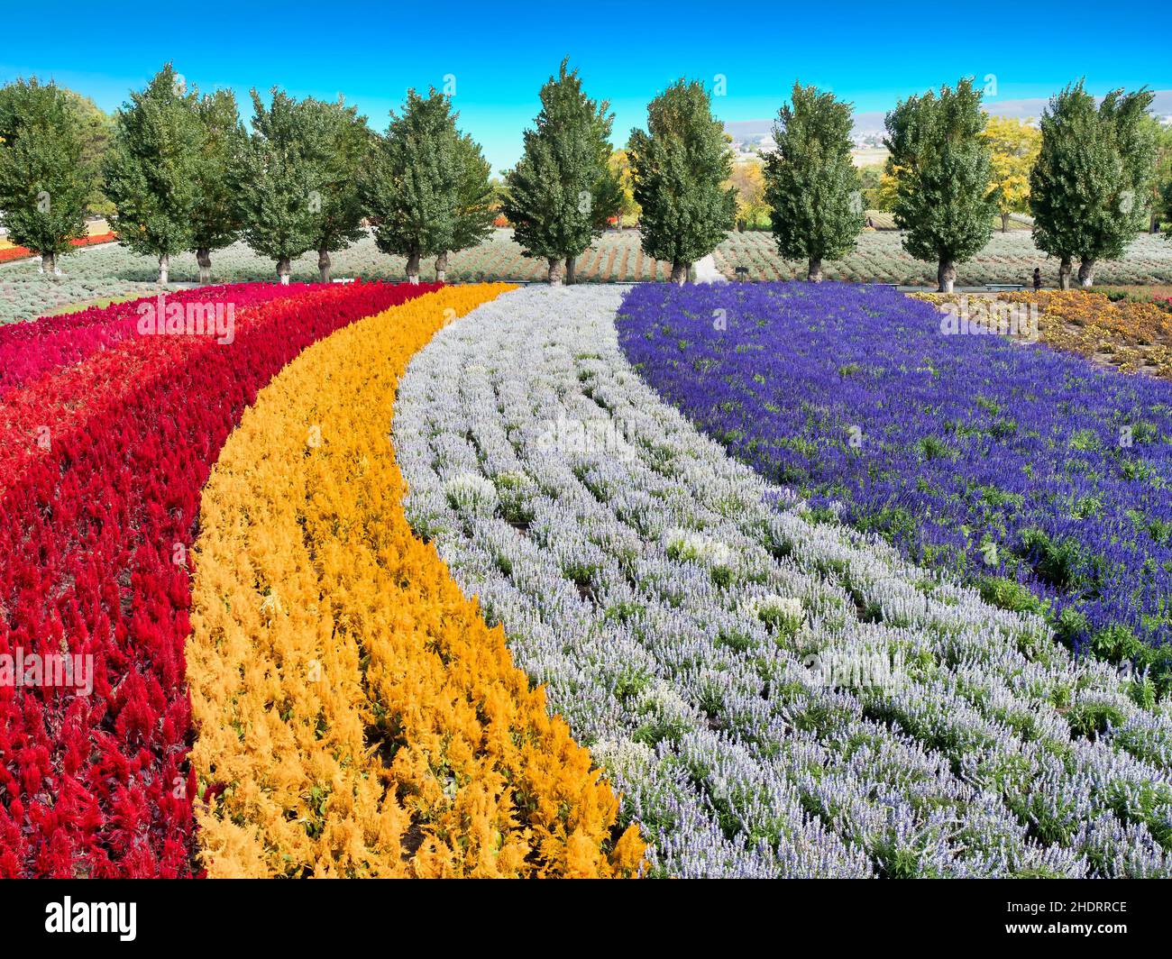flower field, flowers bloom, flower fields, flowers blooms Stock Photo ...