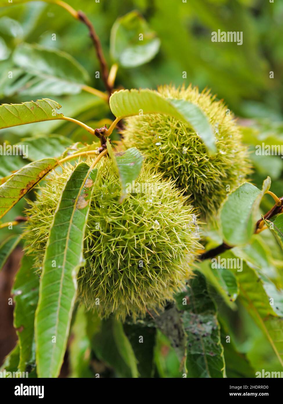Spikes fruit chestnut hi-res stock photography and images - Alamy
