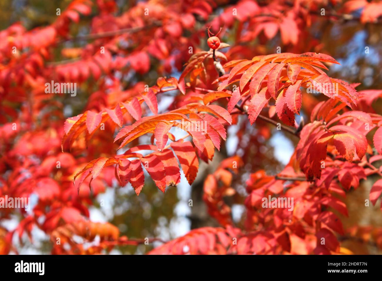 autumn colors, rowan, fall, rowans Stock Photo - Alamy
