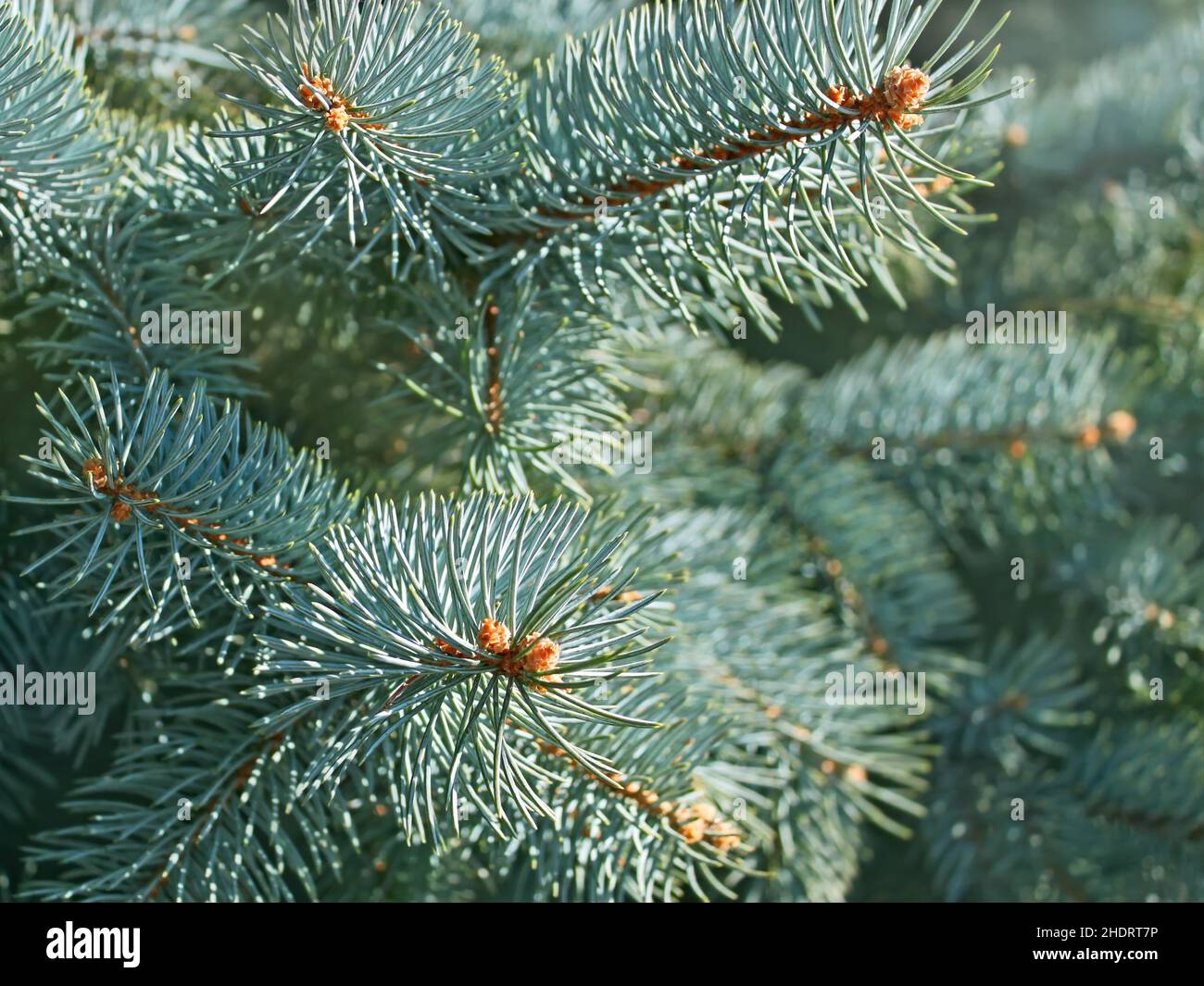 fir branch, fir branchs Stock Photo - Alamy