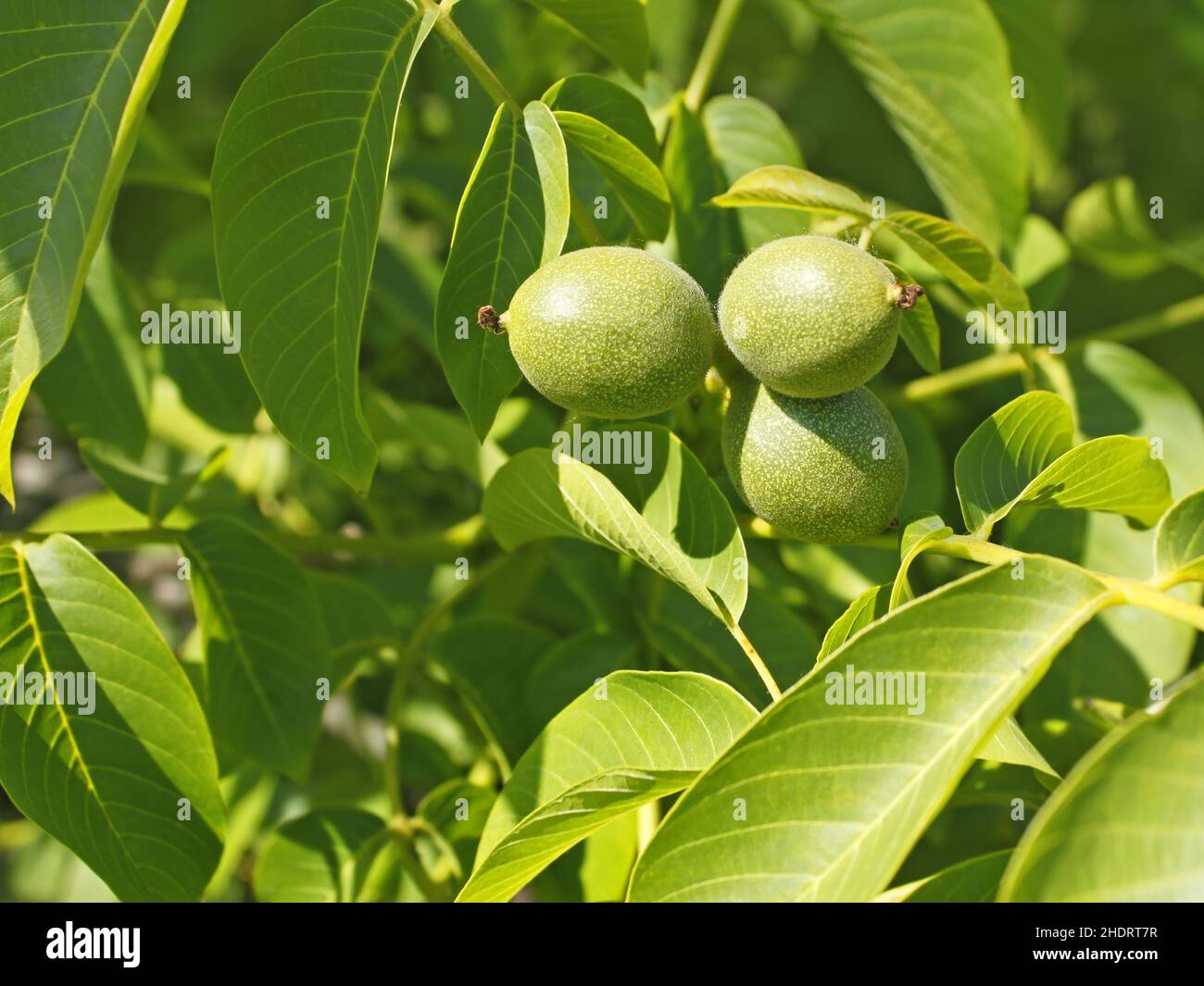 Walnut tree green nuts hi-res stock photography and images - Alamy