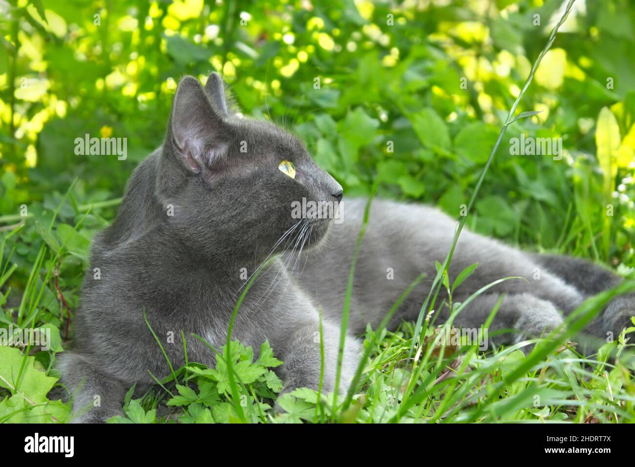 cat, free range, cats Stock Photo - Alamy