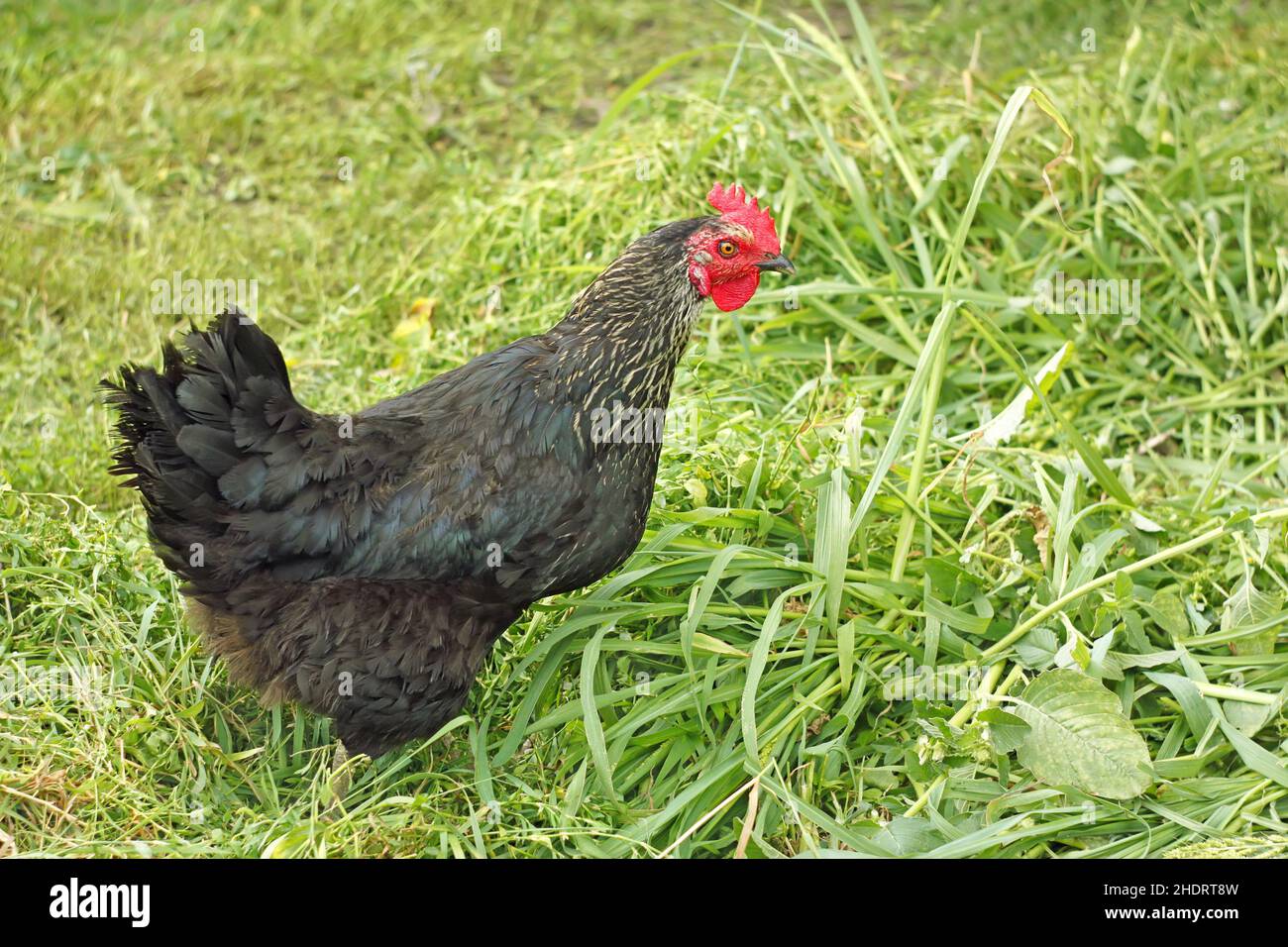 hen, Black hen, hens Stock Photo - Alamy