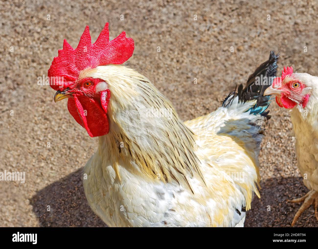rooster, hen, roosters, hens Stock Photo - Alamy