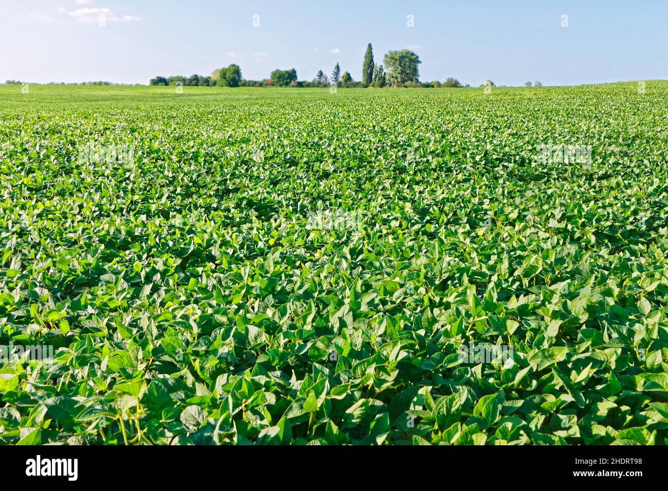 Fodder crops hi-res stock photography and images - Alamy