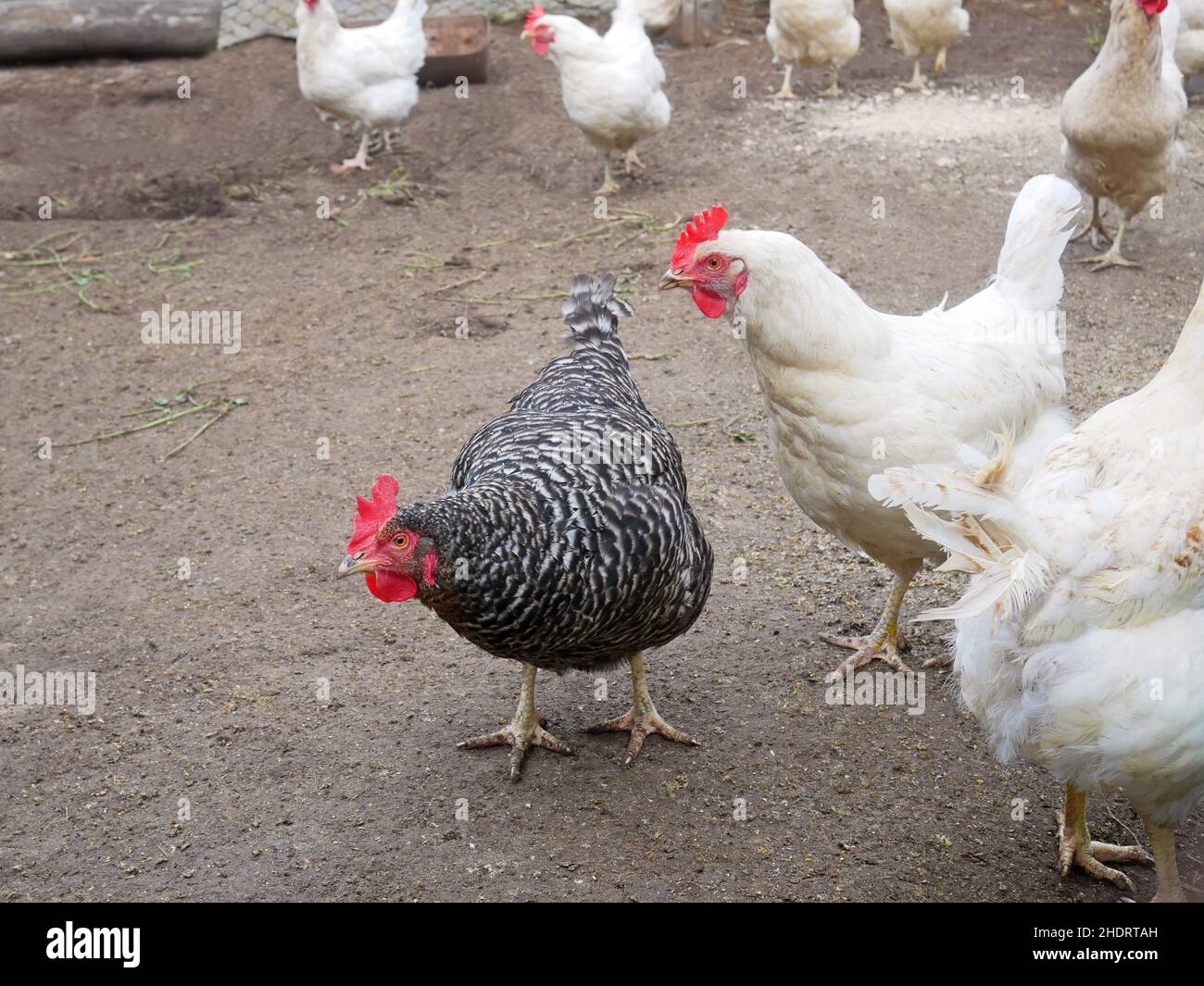 poultry, chicken, poultries, chickens Stock Photo - Alamy