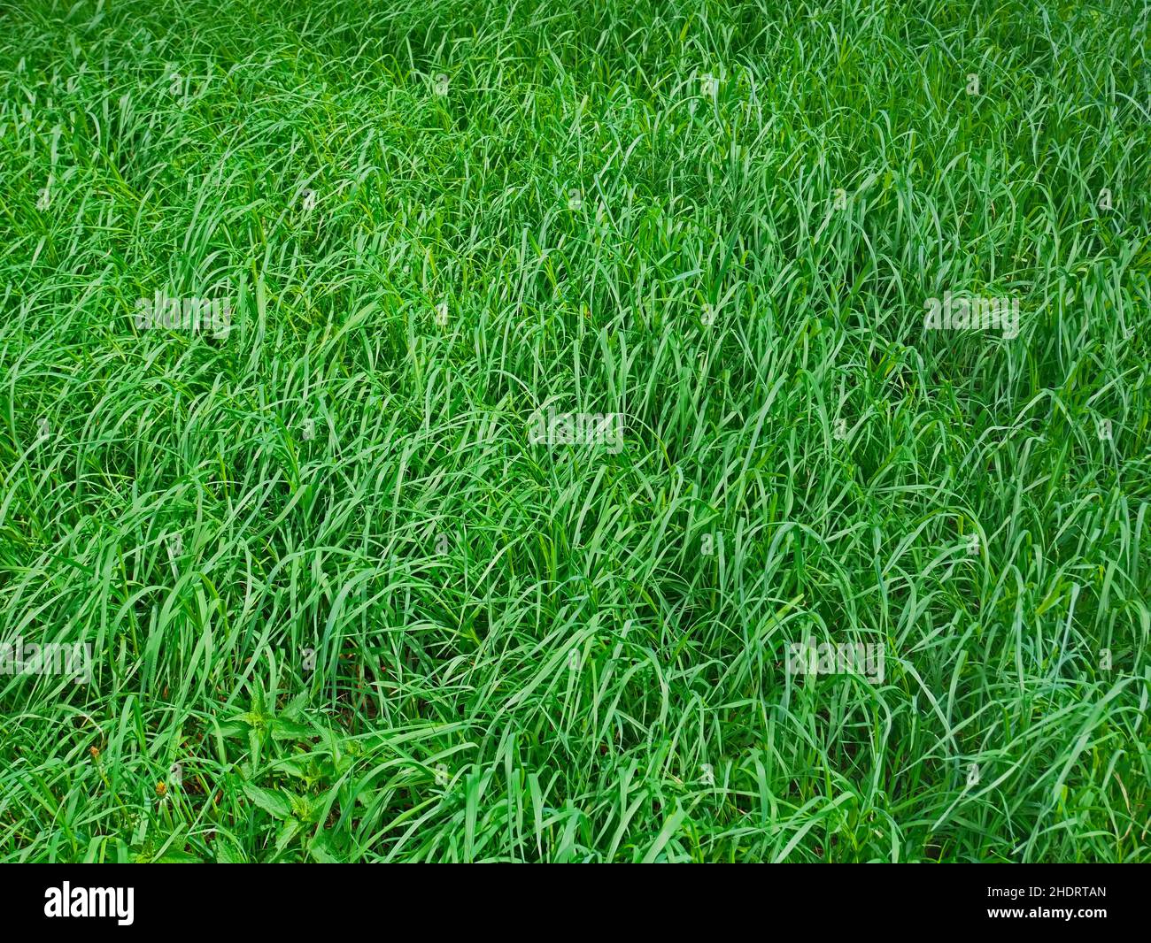 backgrounds, meadow, grass, background, meadows Stock Photo - Alamy