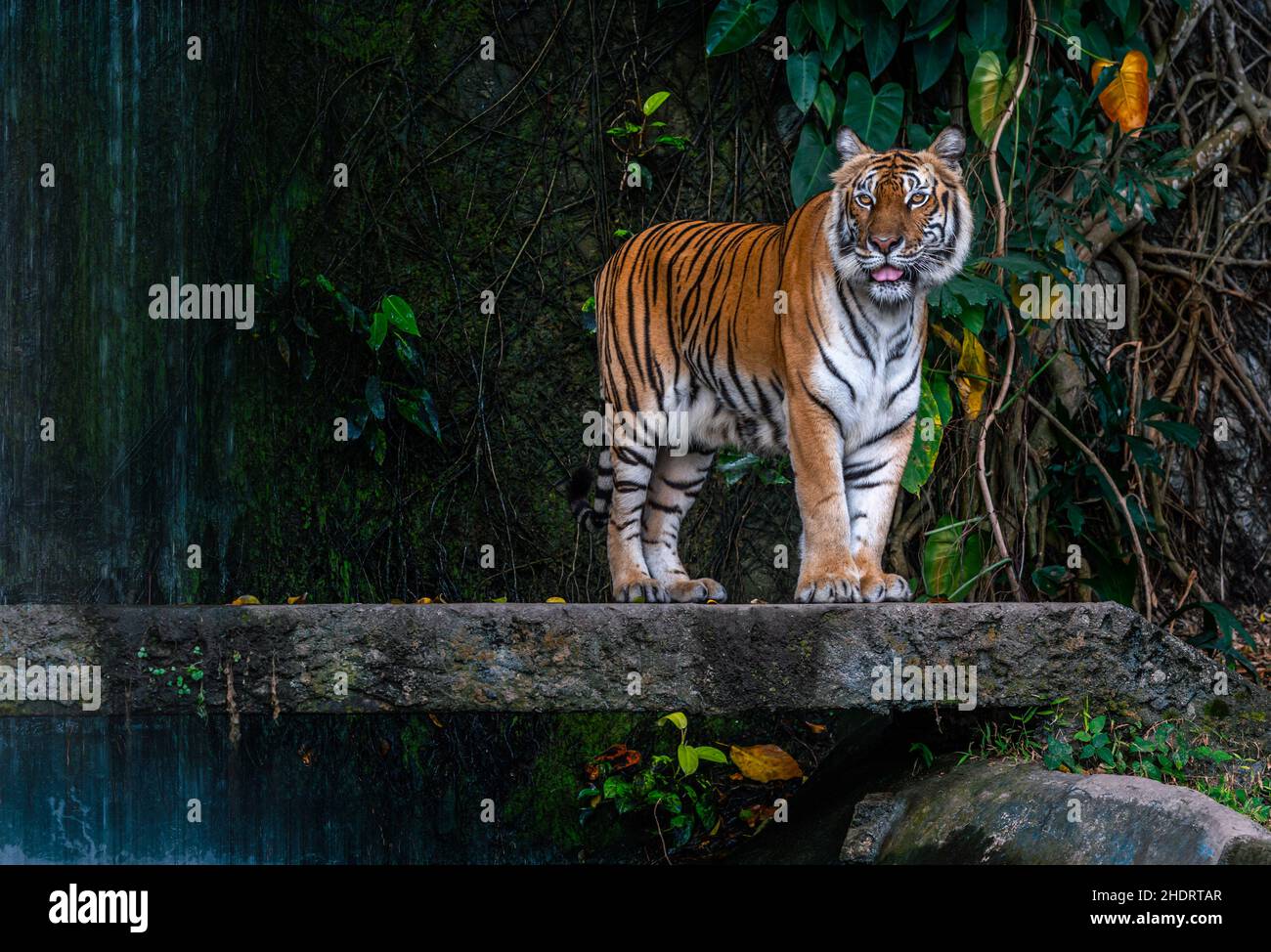 Cat full body hi-res stock photography and images - Alamy