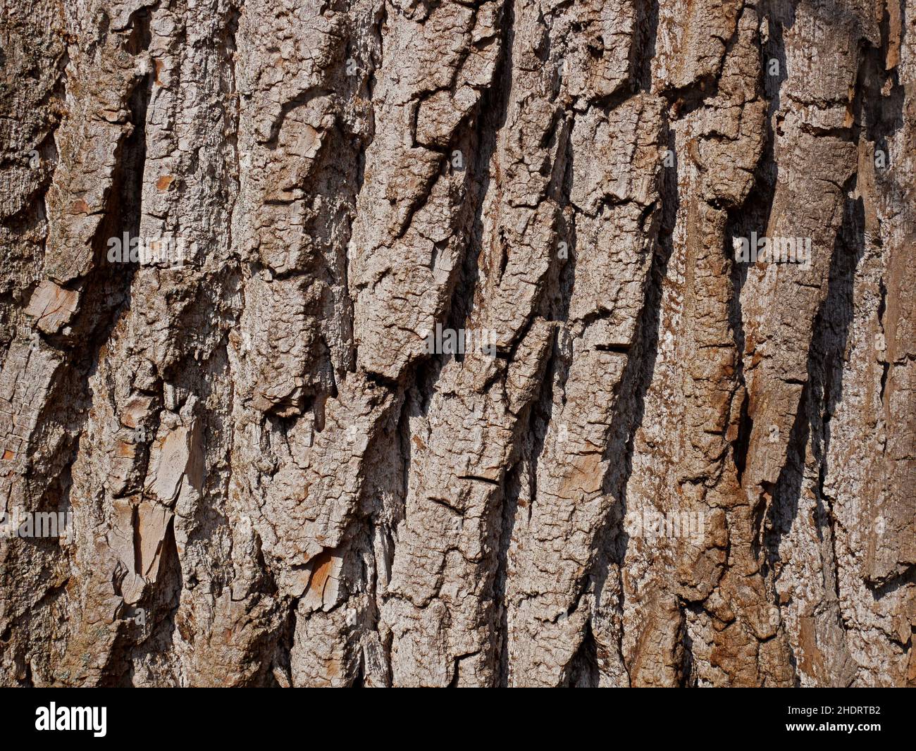 tree bark, Willows bark, barks Stock Photo - Alamy
