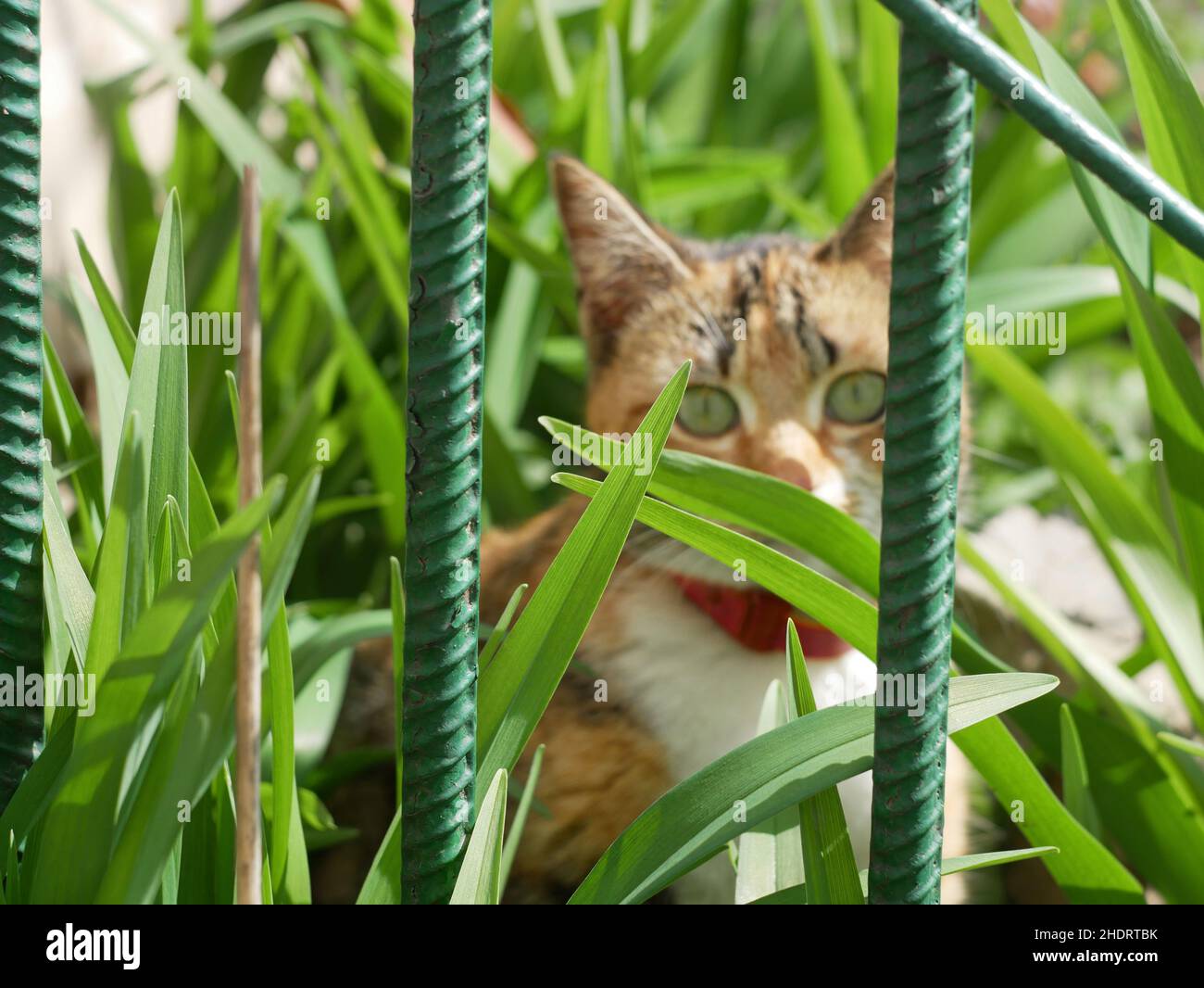 cat, grate, cats, grates Stock Photo - Alamy