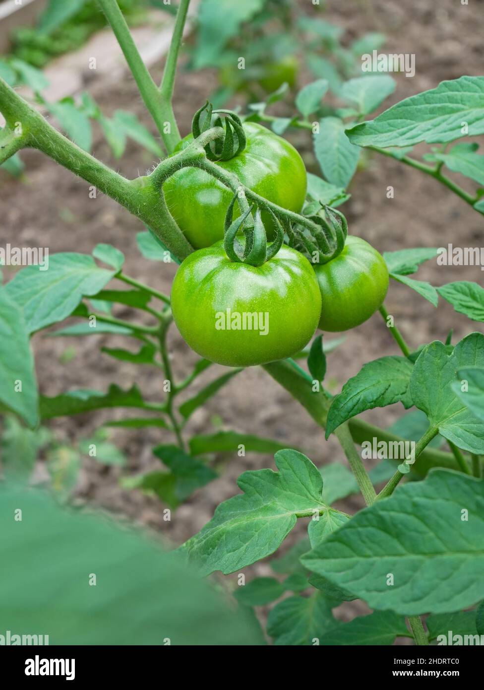 Rise with tomatoes hi-res stock photography and images - Alamy