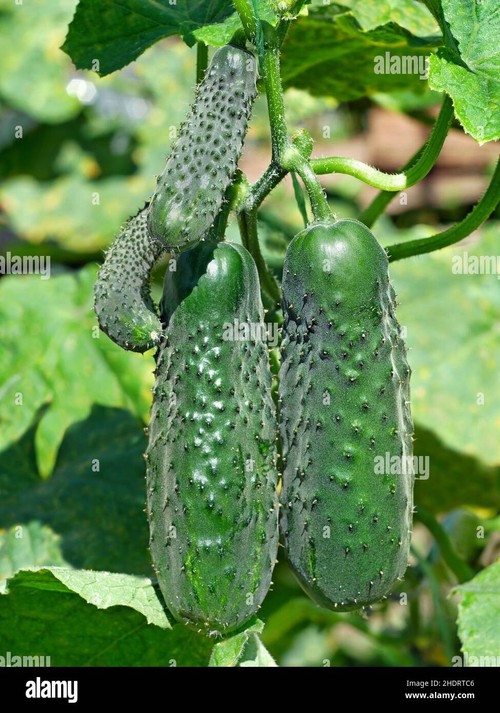 cucumber, cucumber plant, cucumbers Stock Photo - Alamy