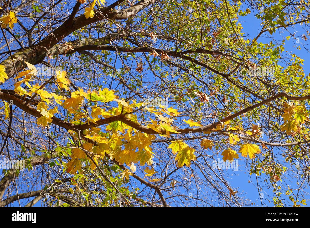 maple tree, maple leaves, maple, maple trees, maple leavf, maples Stock ...