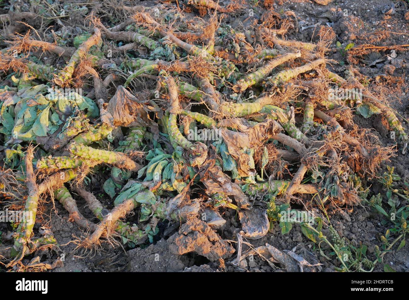 waste, crop, wastes, crops, plant Stock Photo - Alamy